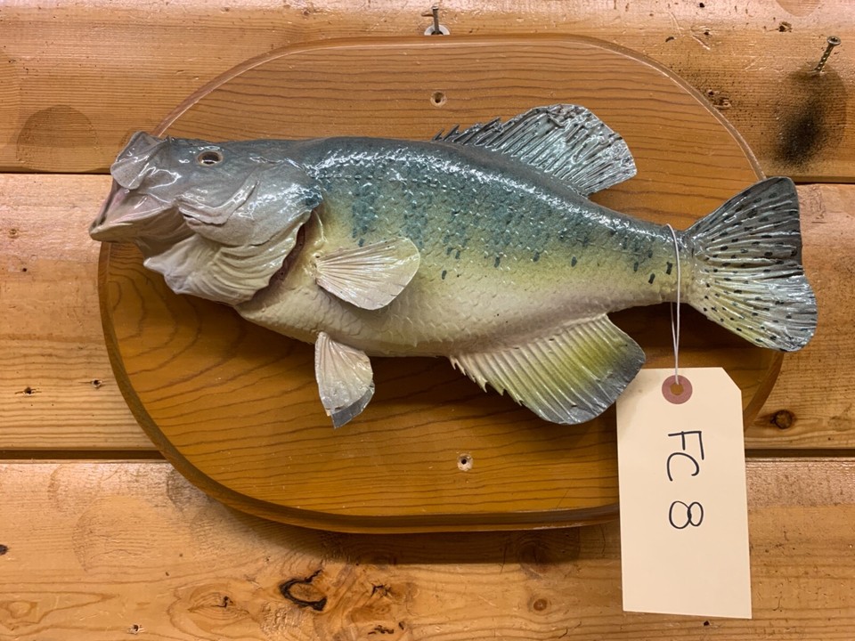 Real Skin Mount Crappie Panfish Bluegill Perch Bass Fish Taxidermy FC8 ...