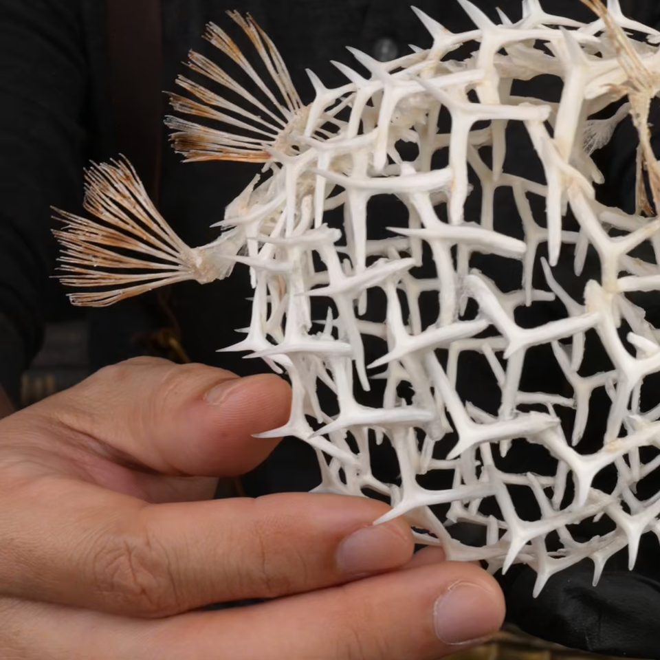 Real Pufferfish skeleton, porcupine fish, Blowfish taxidermy ...