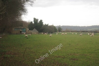 Photo 6x4 Sheep at Park Barn Barnfield/TQ9247 c2009 | eBay UK