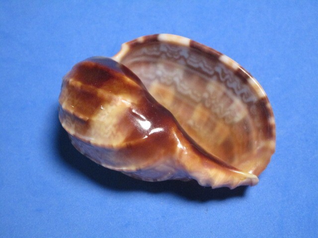 Harpa conoidalis (Lamarck,1822) "INDONESIA VARIANT" (67.5mm) | eBay