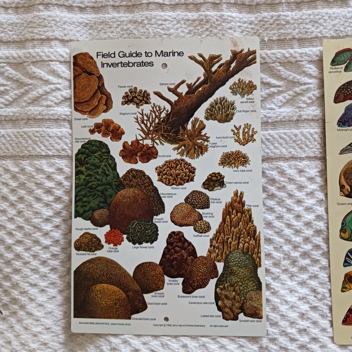 1979 1980 field guide to marine invertebrates Fish Watchers Field Guide ...