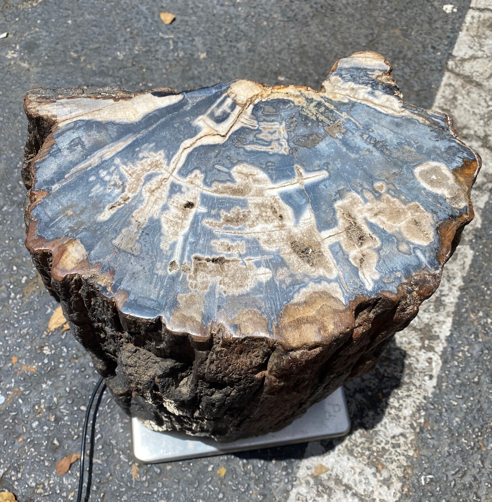 Rare Petrified Wood Trunk Bark 112 lbs Fossil | eBay