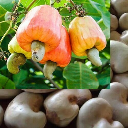 Cashew Plant