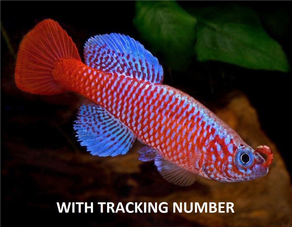 Killifish for sale >> killi.co.uk