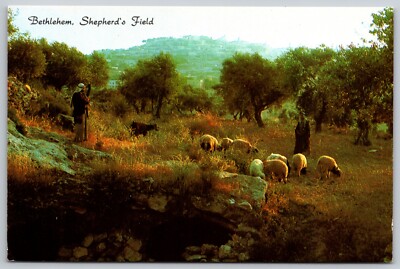 Bethlehem Bible Lands Shepherd's Field - Shepherds Watch Over Sheep ...