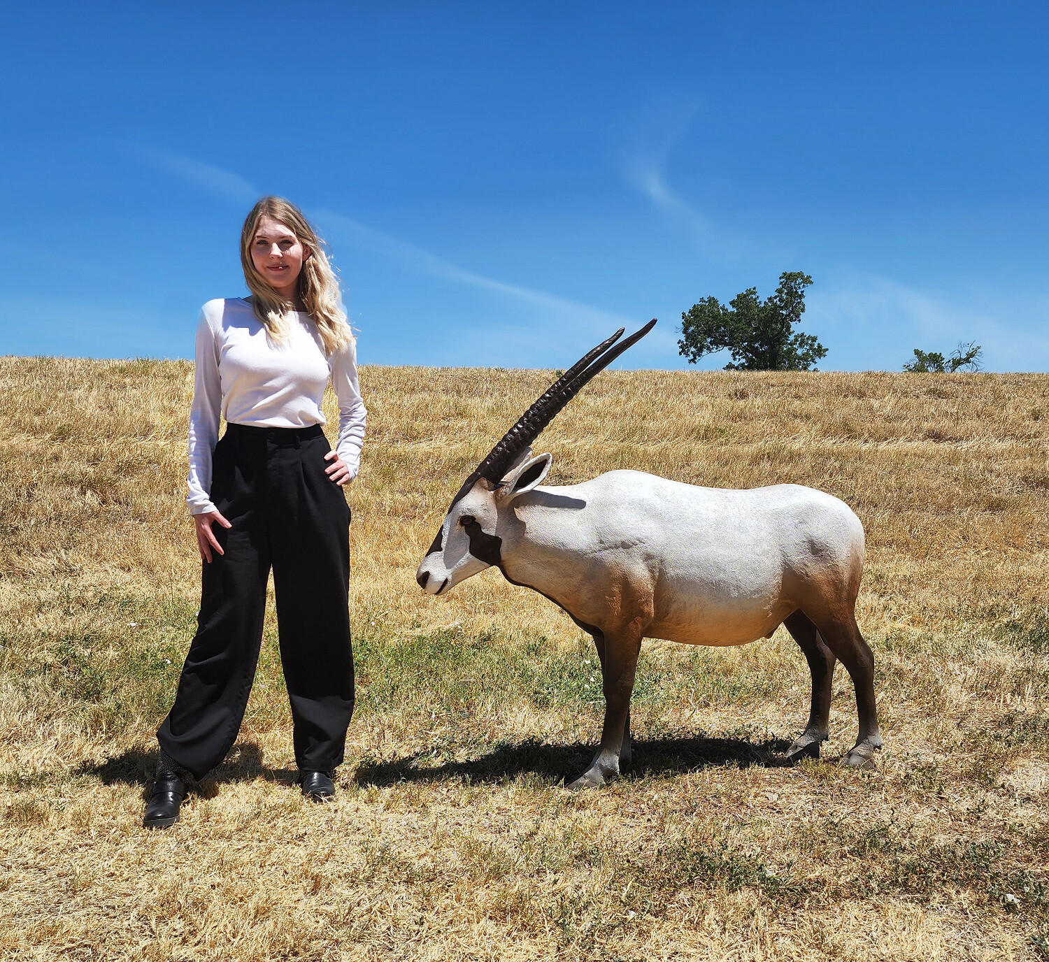 Oryx Statue Real Size Museum Quality Large Oryx Deer Sculpture Indoor ...