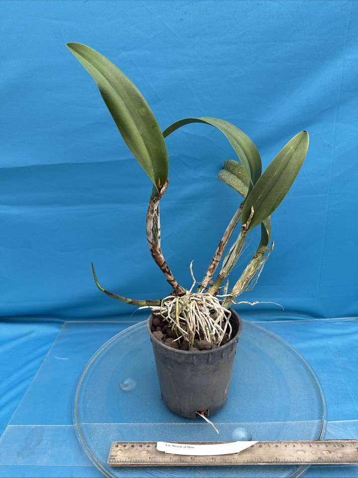 Cattleya Ctt. Miracle Of Mine ‘Joy In Life’ HCC/AOS Red BS Orchid Eros 5.5” Pot | eBay