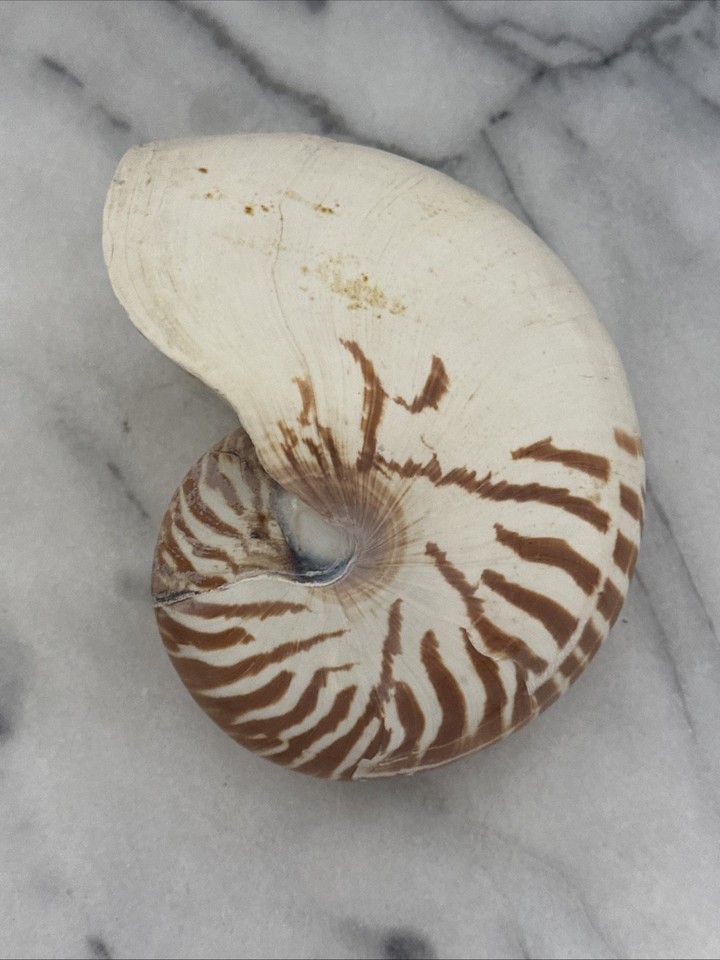Center cut chambered nautilus sea shell tiger cross sectioned seashell ...