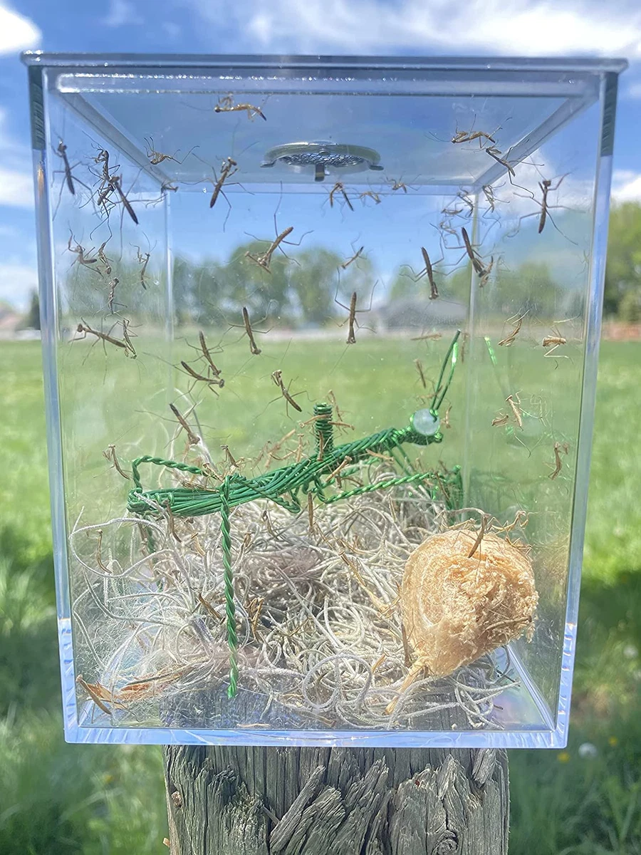 Praying Mantis Hatching