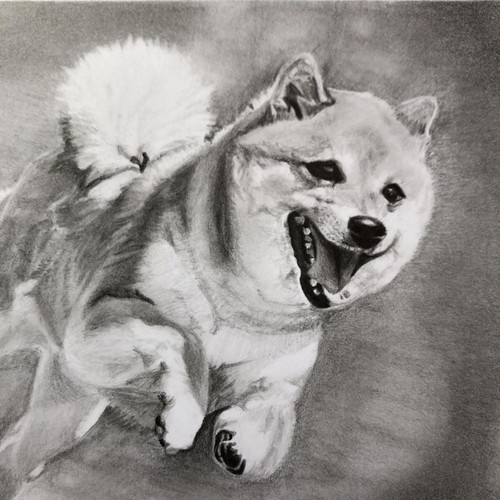 Original Pencil Drawing of Dog on Kent Paper, 8.5 x 11 in, Unique Art ...