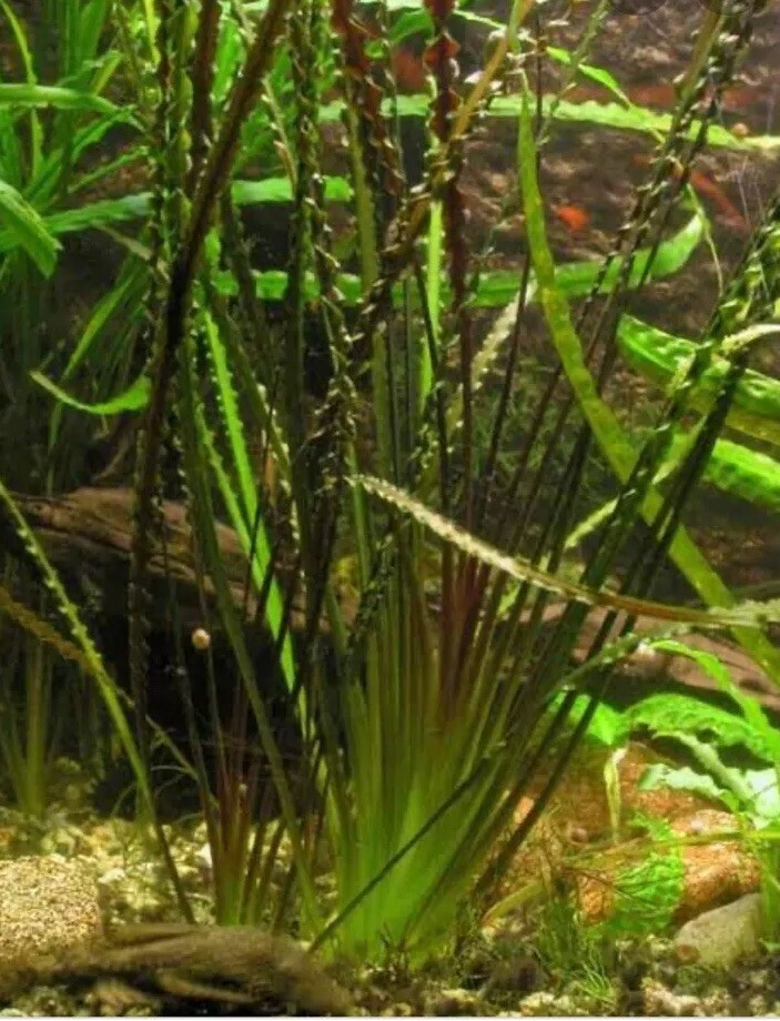 RARE EXTRA LARGE Cryptocoryne (crypt) Tonkinensis - Live Aquarium Plant ...