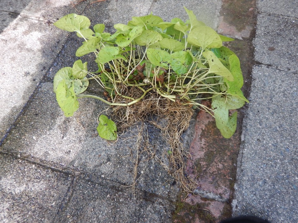 5 Wild Ginger Plant Roots Asarum Canadense Woodland Bareroot Native ...