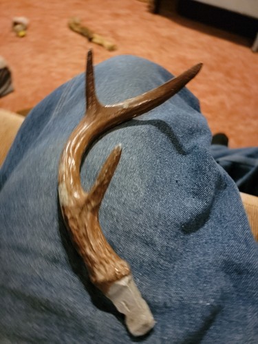 3 Point Deer Antler Product of sandcasting 9 " High Left Side | eBay