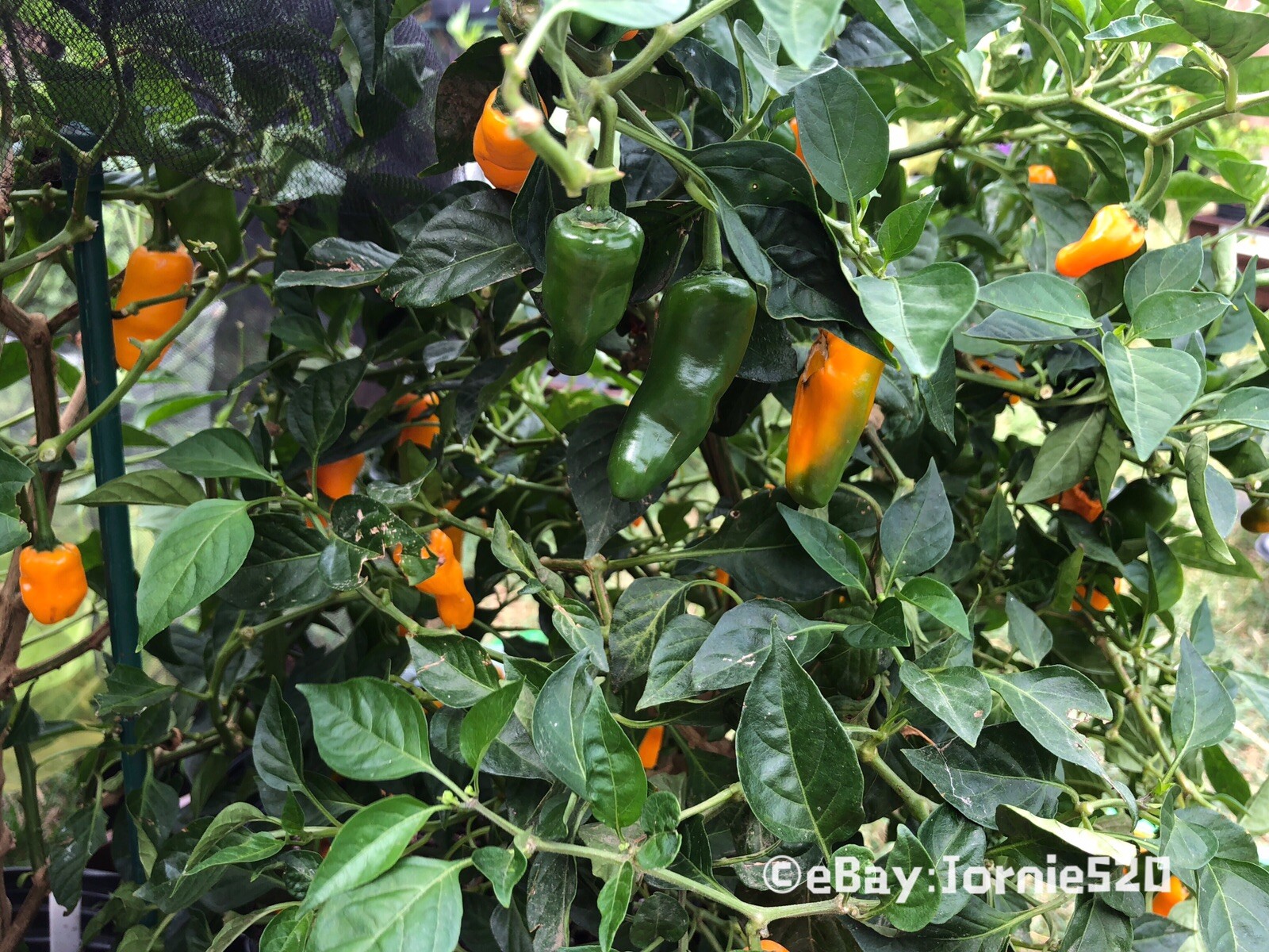 RARE NEW! Orange Firecracker Hot Chili Pepper 15 Seeds Excellent ...