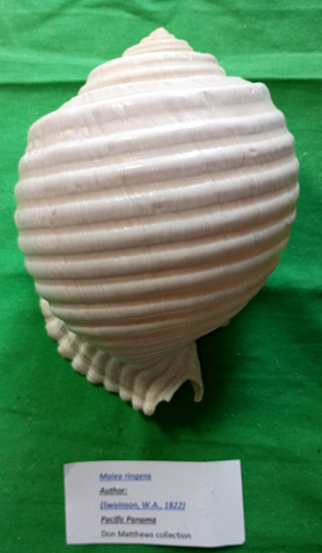 Malea ringens #H3561 Panama approx.140-145mm | eBay