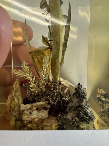 Vintage Signed Resin Paperweight W Rolfe Flower Terrarium Cube Nature ...