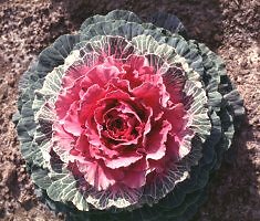 Flowering Cabbage Color Up Red 250 seeds | eBay