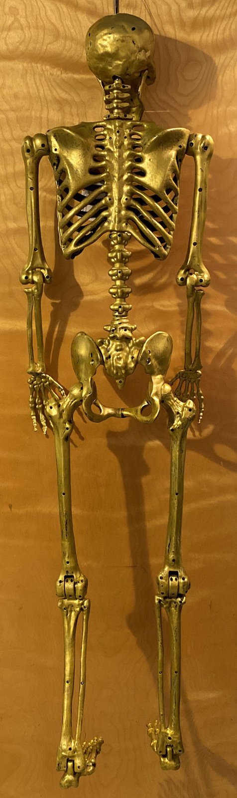 Hyde And EEK! 60" Posable GOLD Skeleton - Target Halloween | eBay