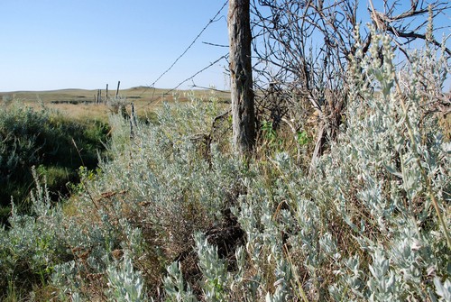 100 SILVER SAGEBRUSH Artemisia Cana Dwarf Sagebrush Wormwood Herb ...