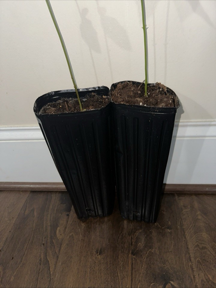Two American Chestnut Trees - Chinese Chestnut Bare Root Seedlings 15 ...