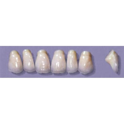 Myerson Anterior Teeth Dental Prostheses Denture No PM8/C | eBay Australia