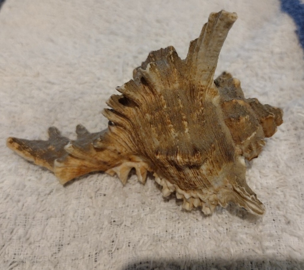 Unique White & Brown Spiny Conch?? Sea Shell 5” X 3.5" - Lots of ...