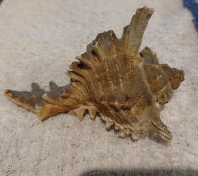 Unique White & Brown Spiny Conch?? Sea Shell 5” X 3.5" - Lots of ...