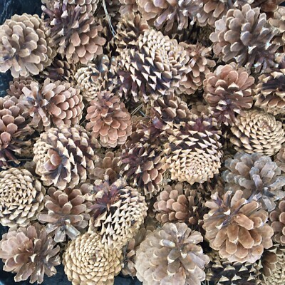 Lot of 10 fresh Large Ponderosa Pine Cones | eBay