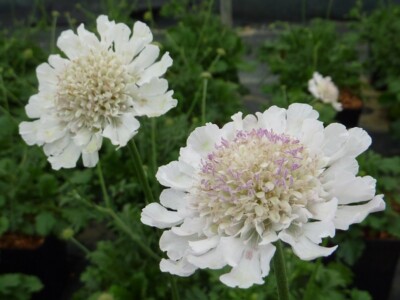 Scabiosa incisa 'Kudo White' - Scabious 9cm pot NB some pinks in this ...