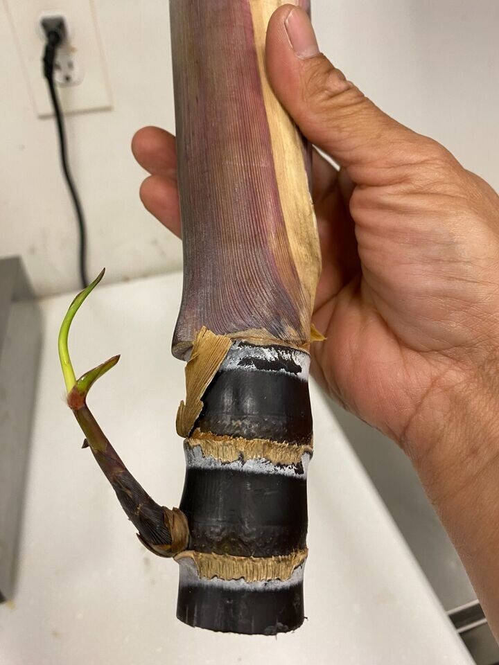 'SOFT CHEW BLACK' Sugar Cane Cuttings FRESH ORGANIC PLANT NOW | eBay