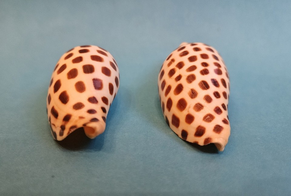Two Vintage Scaphella Junonia Shells | eBay