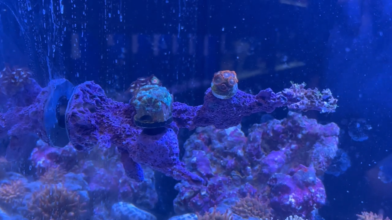 MAGNETIC 3 Hole Acropora Coral Branch Frag Rock Plug for Reef Aquariums ...