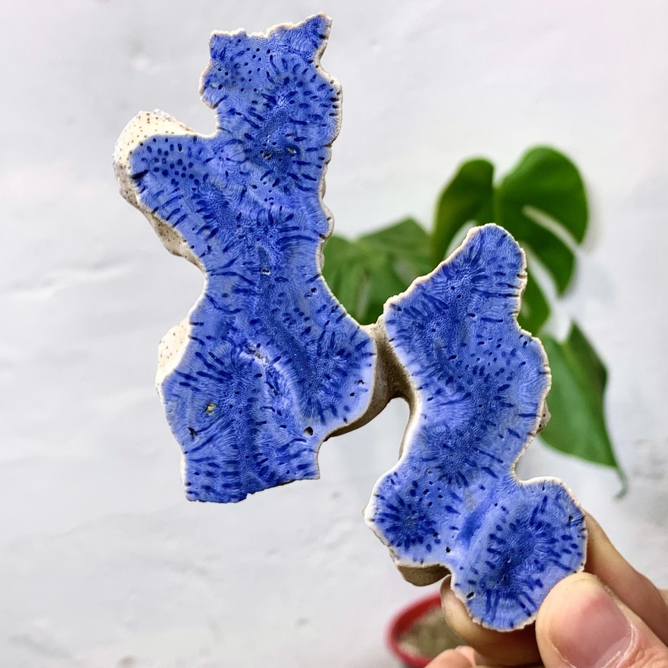 99G Natural Blue Coral Reef Cluster Marine Mineral Crystal Specimen | eBay