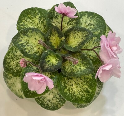African Violet plant. Lillian Jarrett. Starter plant .Mosaic ...