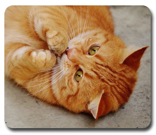 Cute Orange Tabby Cat ~ Mouse Pad / PC Mousepad ~ Cat Lovers ~ Great ...