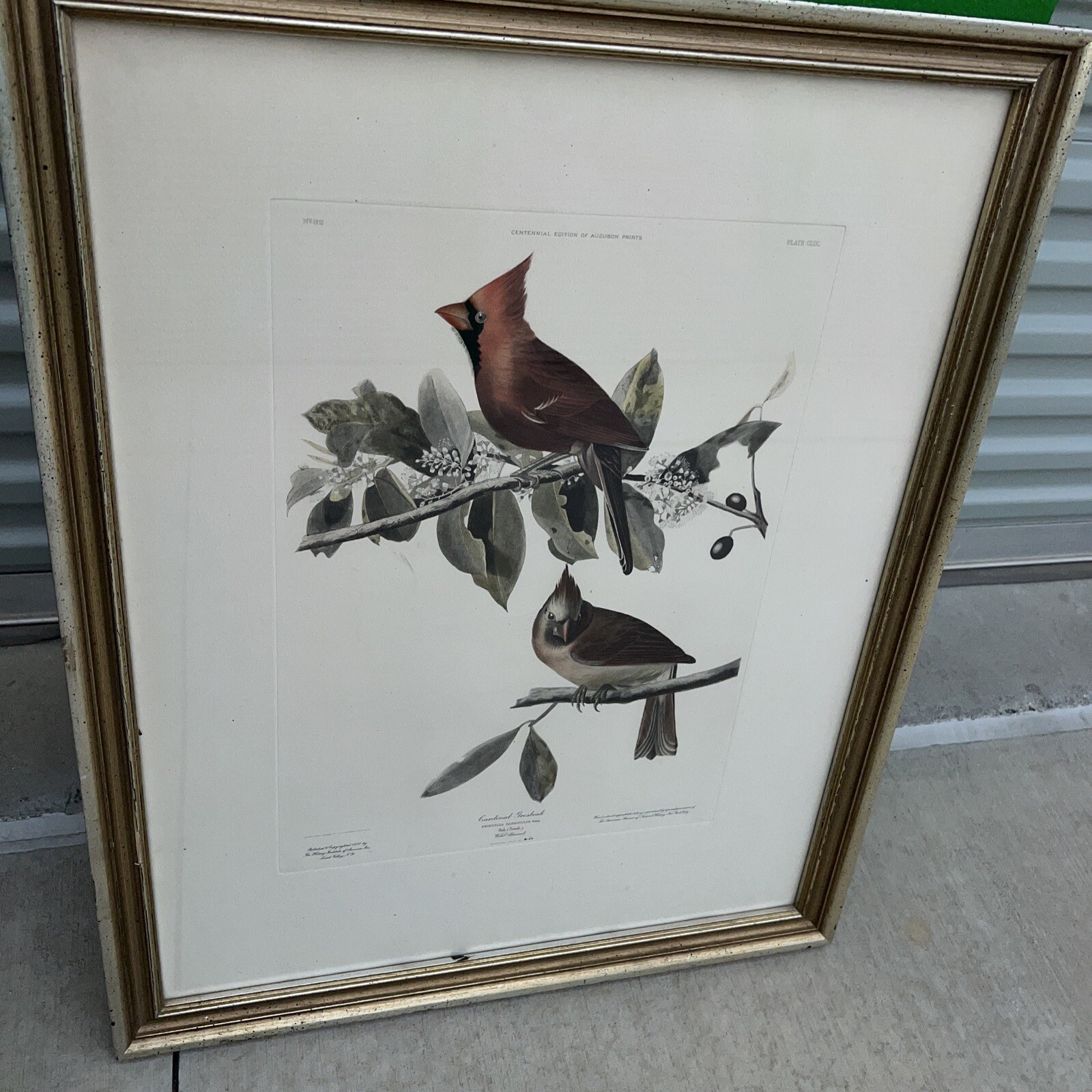 1950 Centennial Edition Of Audubon Prints cardinal grosbeak No. 32 ...