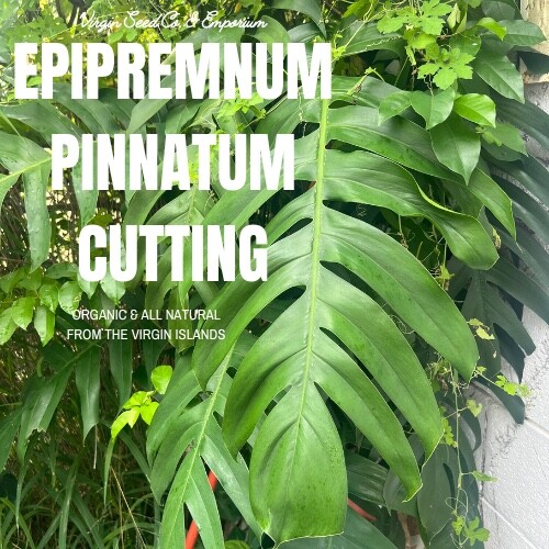 Epipremnum pinnatum (Dragon Tail Plant/Skeleton Key)- Vining - ONE Node ...