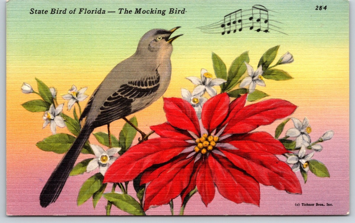 Florida State Bird Mockingbird Coloring Page