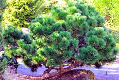 Pinus thunbergii 'Thunderhead' - Japanese Black Pine *Live Plant | eBay