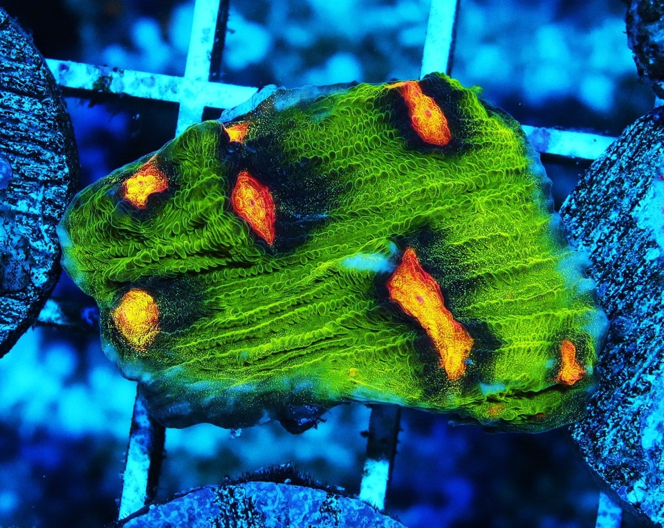 Jason Fox Raja Rampage Chalice Frag Zoanthids Paly Zoa SPS LPS Corals ...