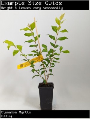Cinnamon Myrtle (Backhousia myrtifolia) Fruit Tree Plant | eBay Australia