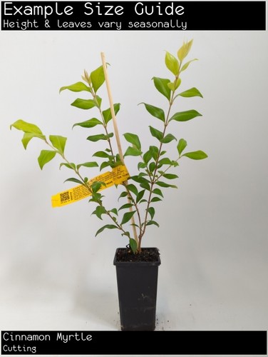 Cinnamon Myrtle (Backhousia myrtifolia) Fruit Tree Plant | eBay Australia