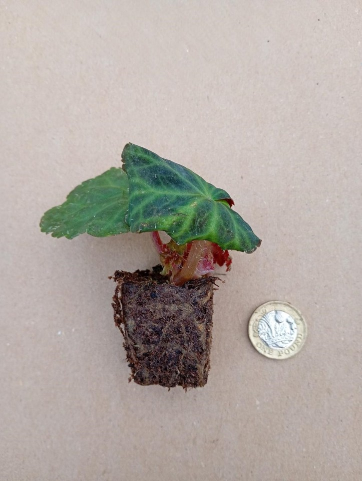 6 Trailing Begonia Ilumination White Hanging Basket Jumbo Plug Plants ...