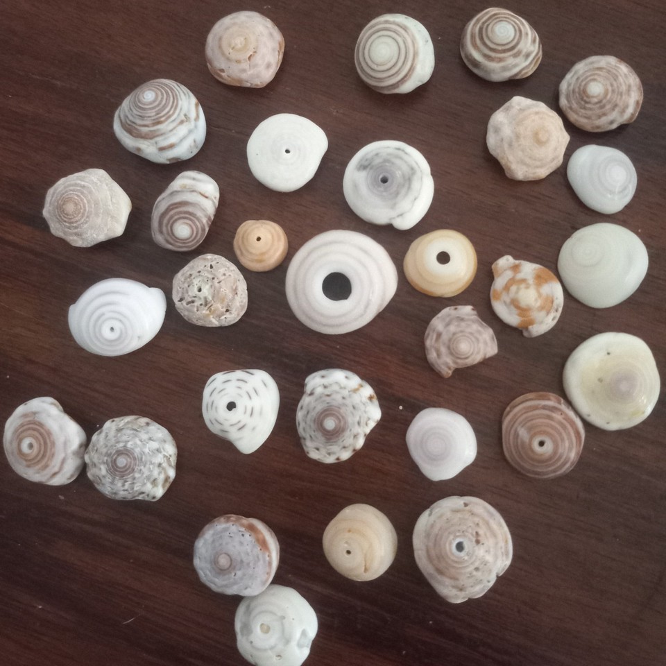 30 MED/LG PUKA SHELLS sea shells from MAUI HAWAII south shore | eBay