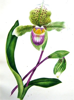 ANGLO CHINESE SCHOOL FLOWERS ORCHID C1840 | eBay