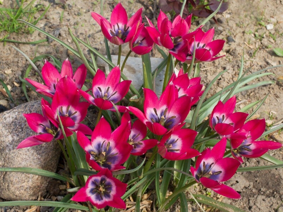 10 x DWARF Tulips - LITTLE BEAUTY - Spring Flowering Perennial Plant BULBS | eBay UK