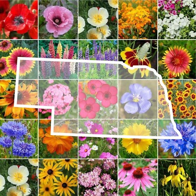 Wildflower NEBRASKA State Flower Mix Perennials & Annuals USA Non-GMO ...