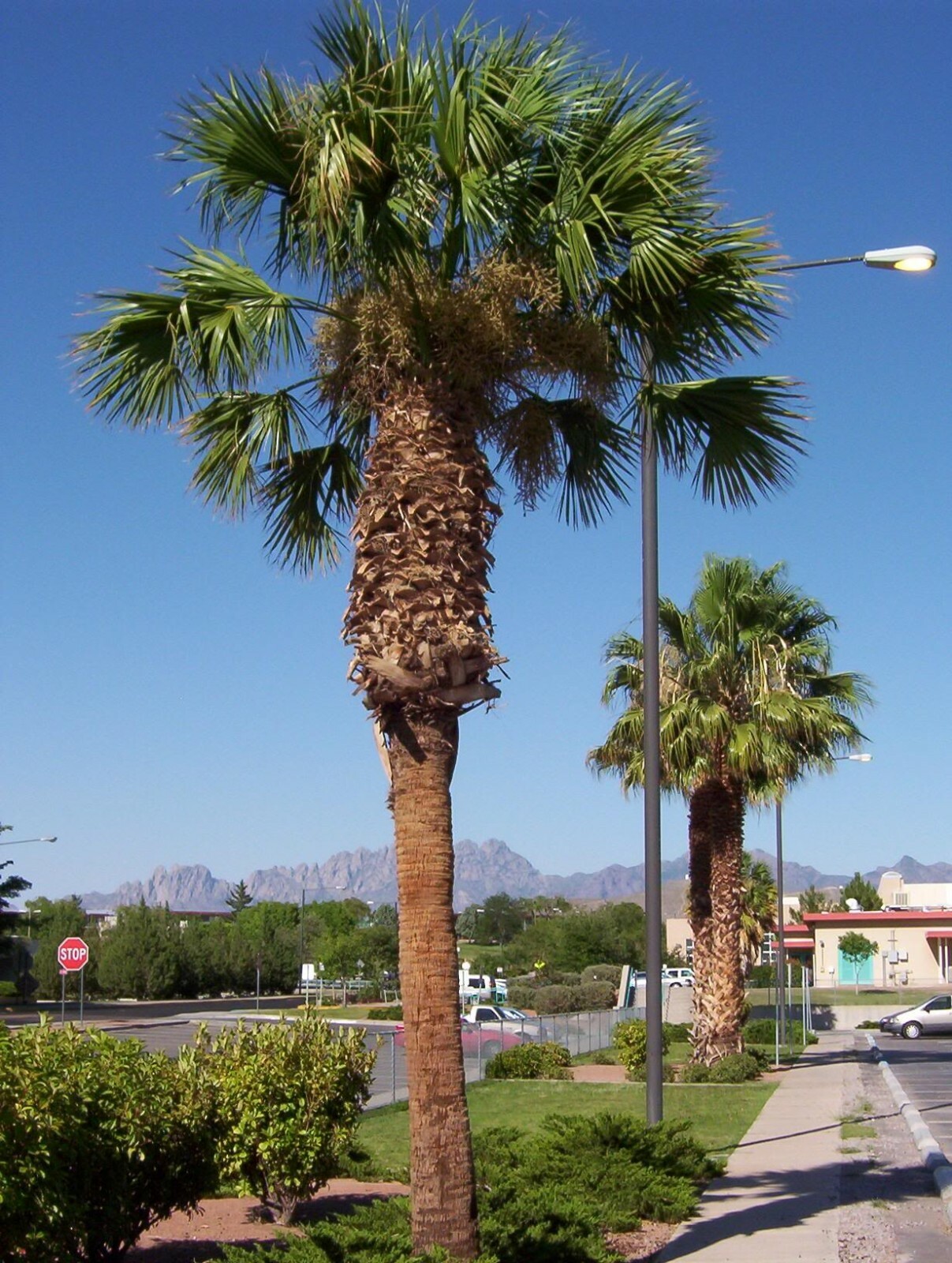Mexican Fan Palm, Washingtonia robusta, Seeds (Easy, Fast, Edible ...