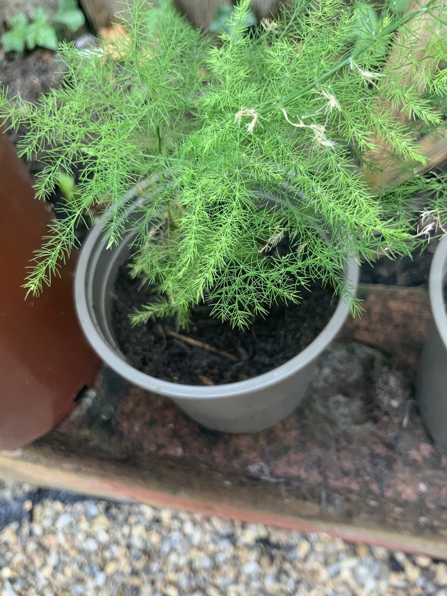 Asparagus Fern Bonsai