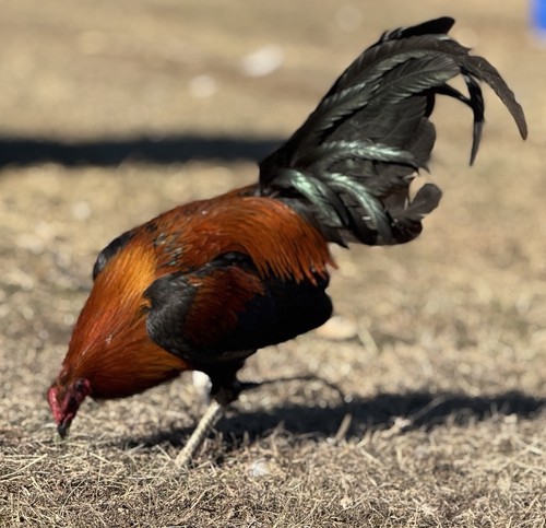 12 +SHOWME MEL SIMS LINE BLACK AKA BROWNRED FERTILE GAMEFOWL HATCHING ...